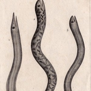 1817 EELS FISH Print Original Antique Sea Life Ocean Engraving - Etsy