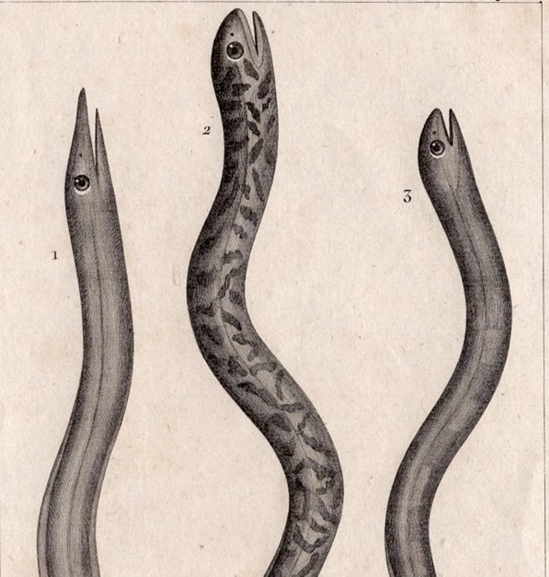 1817 EELS FISH Print Original Antique Sea Life Ocean Engraving | Etsy