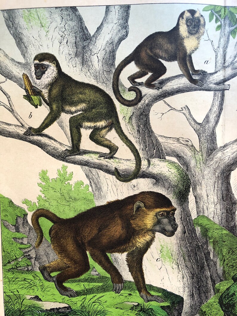 C. 1890 MONKEYS & APES Lithograph - Original Antique Monkey Print ...