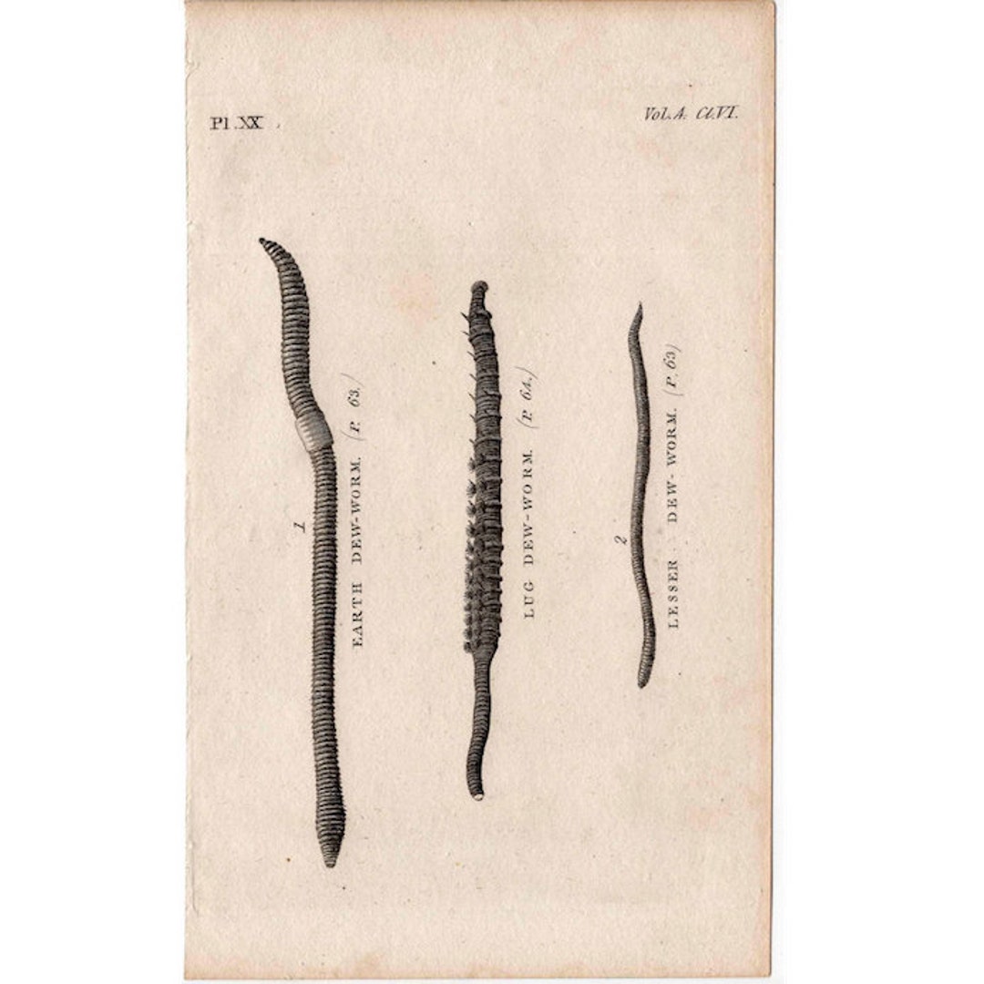 C. 1812 DEW WORMS Engraving • Original Antique Print • Earthworm Print ...