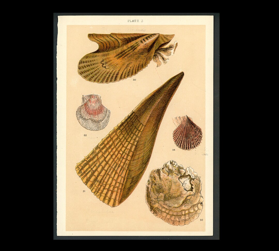 C. 1901 SEA SHELL Lithograph • Original Antique Prints • Seashells ...