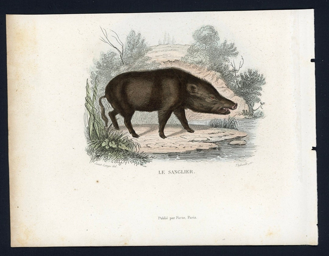 C. 1837 WILD BOAR Print • Original Antique Print • Wild Pig Print ...