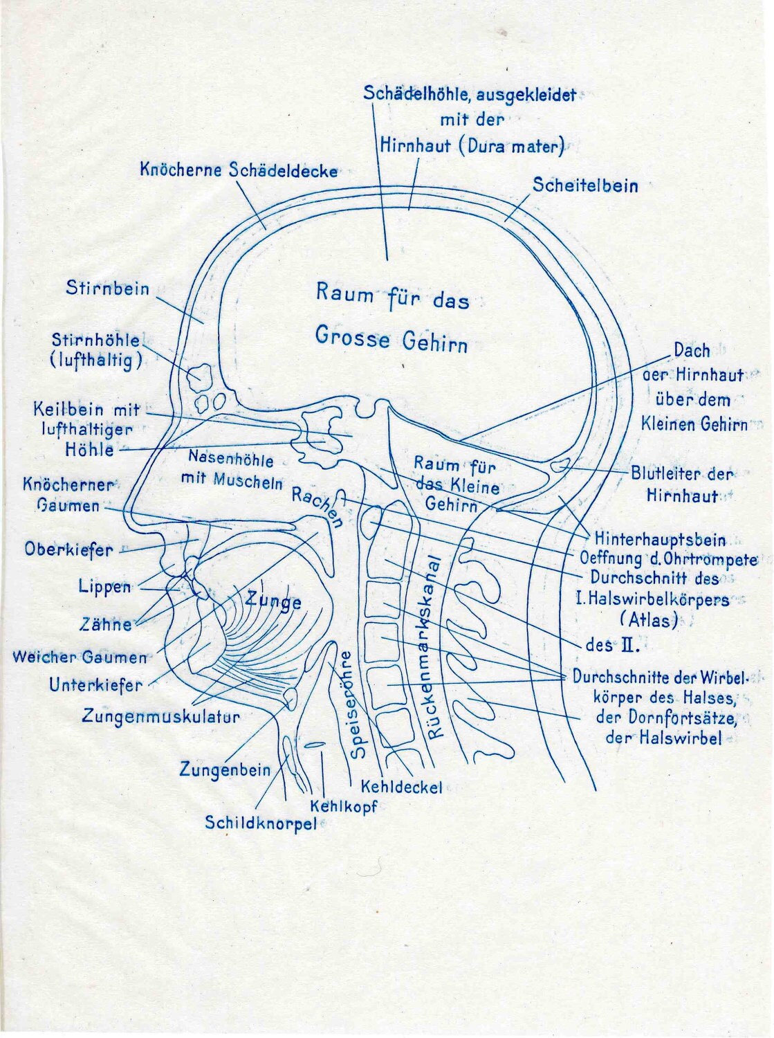 C. 1900 APE & HUMAN HEADS lithographs set of 2 original antique prints ...