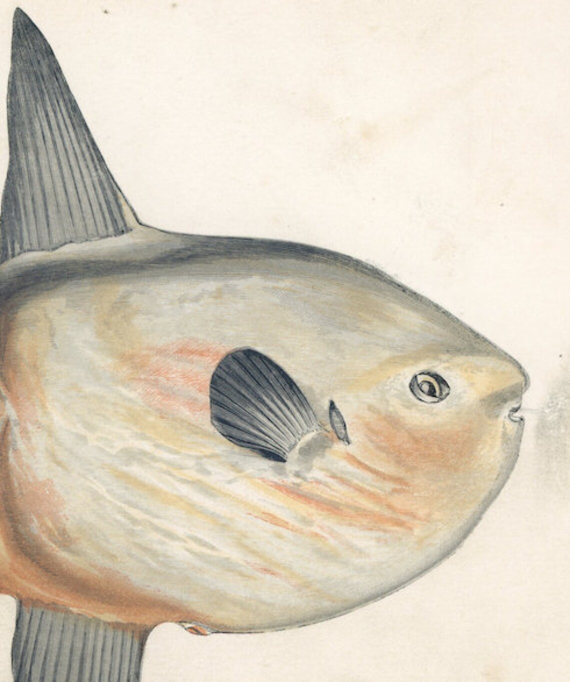 C. 1862 OCEAN SUNFISH Woodblock • Original Antique Print • Marine Fish ...