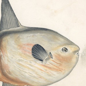 C. 1862 OCEAN SUNFISH Woodblock • Original Antique Print • Marine Fish ...