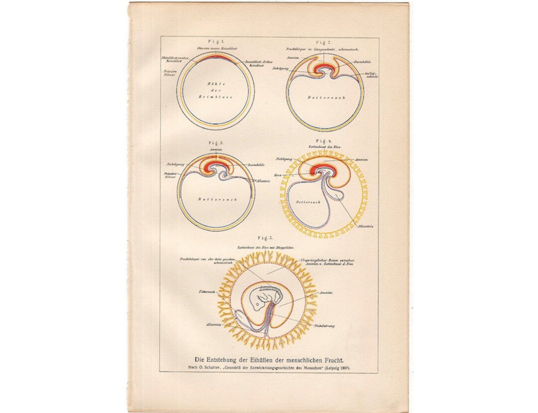 C. 1894 HUMAN EMBRYO ANATOMY Lithograph • Original Antique Print ...
