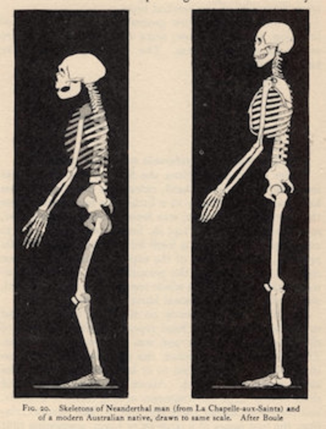 C. 1934 NEANDERTHAL SKELETONS Lithograph - Prehistoric Man - Human ...