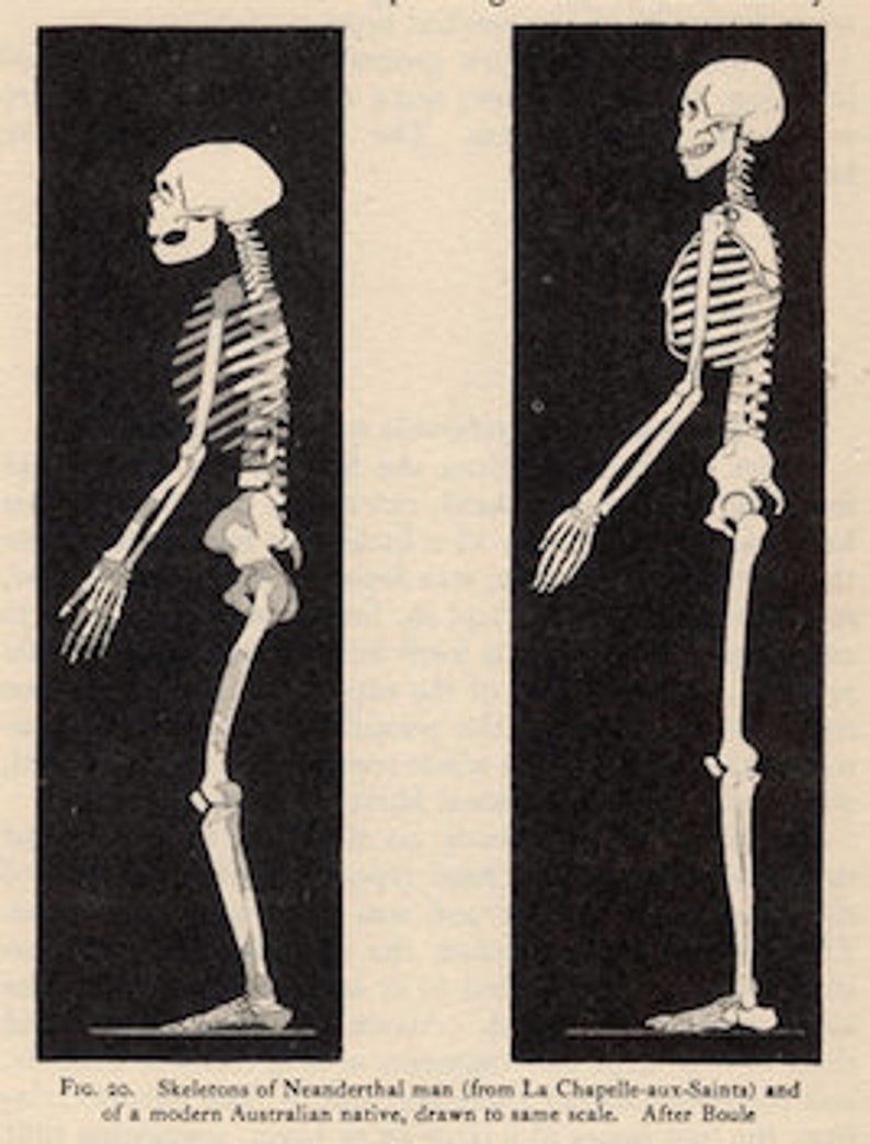 C. 1934 NEANDERTHAL SKELETONS Lithograph - Prehistoric Man - Human ...