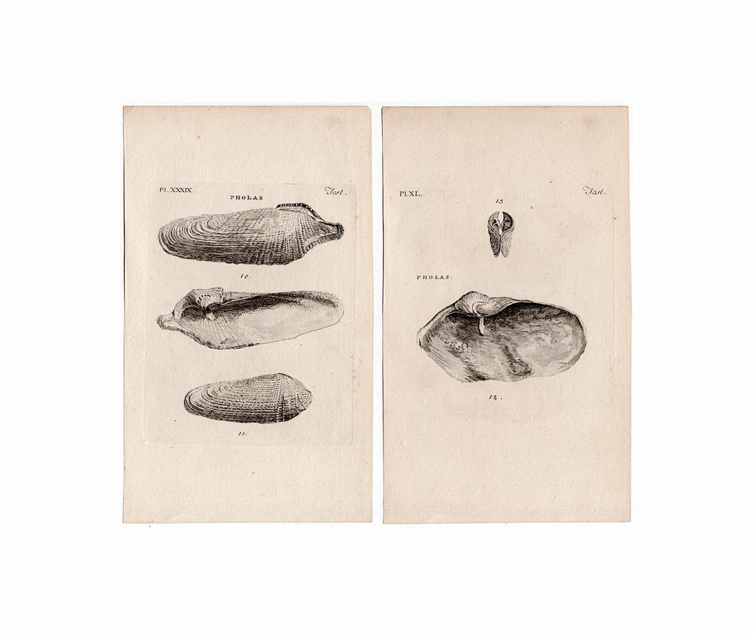 ANTIQUE SHELL Engravings C. 1776 • Original Antique Prints • Marine ...