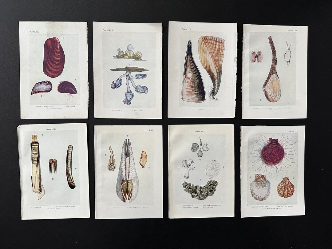 C. 1907 SHELL Lithographs • Set of 8 Original Antique Prints • Sea Life ...