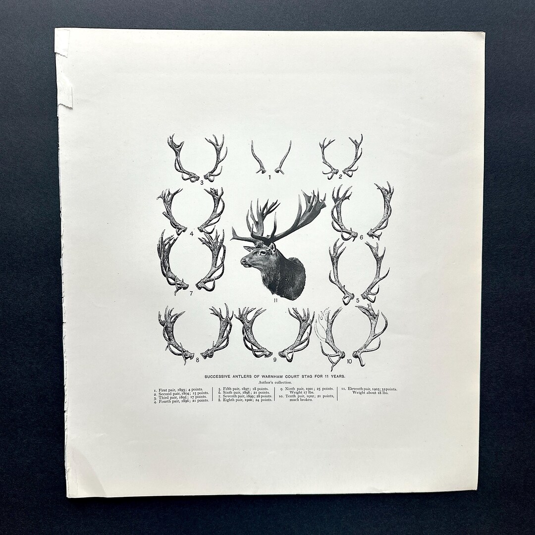 C. 1904 DEER ANTLERS Print • Original Antique Print • Animal Anatomy ...