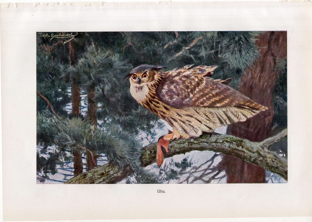 C. 1900 OWL Lithograph - Original Antique Print - Ornithology Print ...