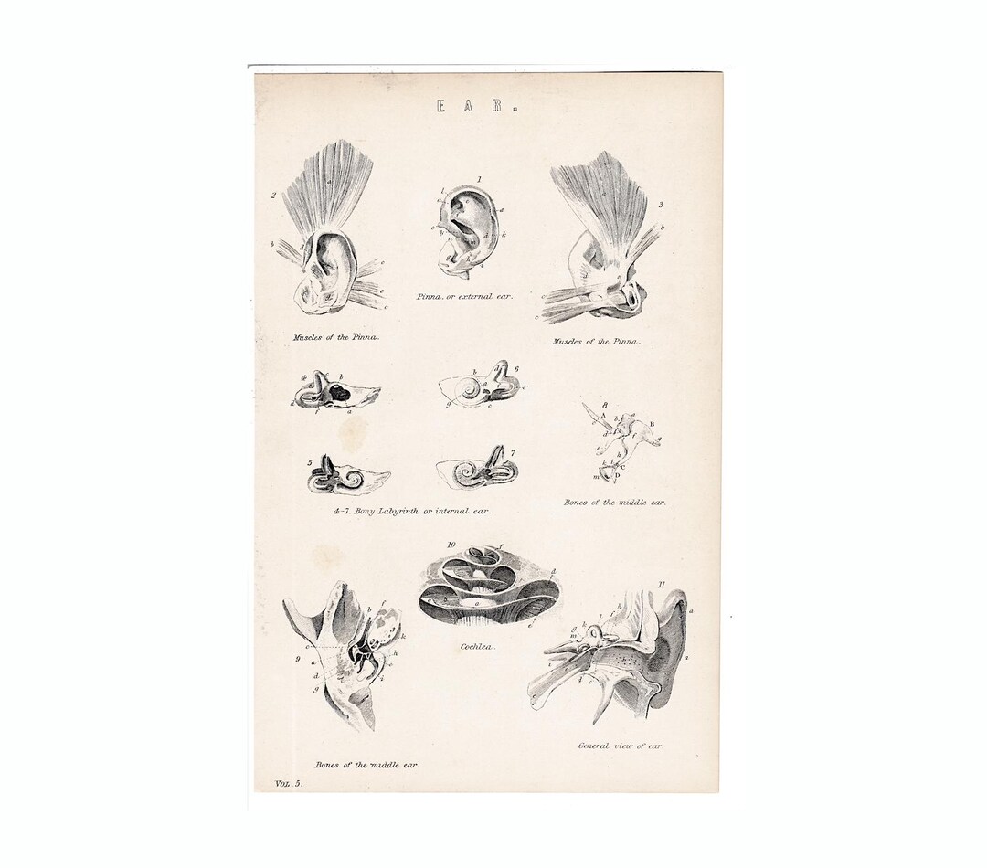 C. 1880 EAR ANATOMY Print • Original Antique Print • Human Anatomy ...