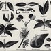 C. 1940 LEAF SHAPES Lithograph Original Vintage Print Vintage Botanical ...