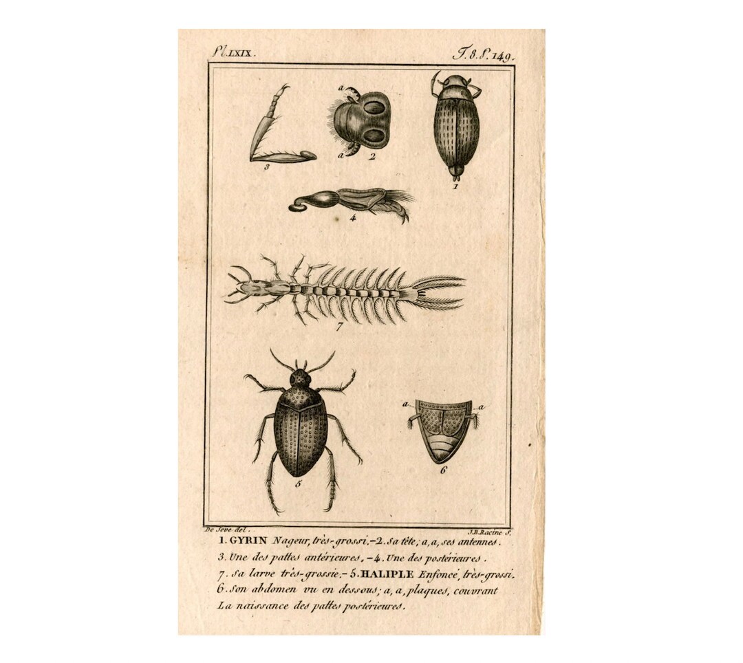C. 1775 BEETLES Engraving • Original Antique Print • Buffon Entomology ...