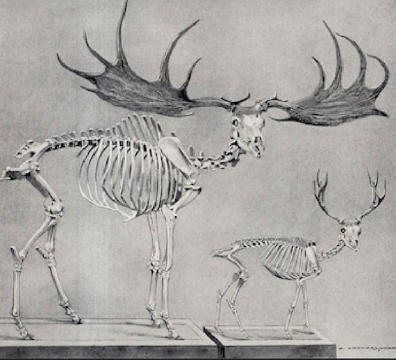 Moose Skeleton Anatomy