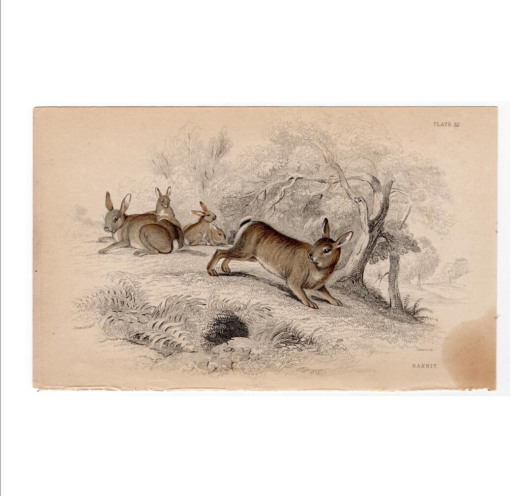C. 1845 BROWN RABBIT Engraving • Original Antique Print • Rabbit Print • Bunny Print • Lepus ...