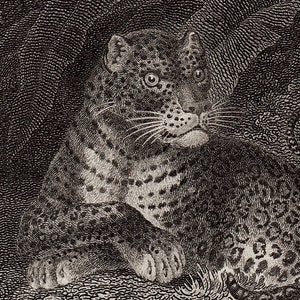 TIGER PANTHER LEOPARD Engraving C. 1813 • Original Antique Print • Wild ...