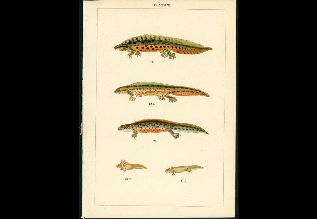 C. 1900 SALAMANDERS Lithograph • Original Antique Print • Reptiles ...