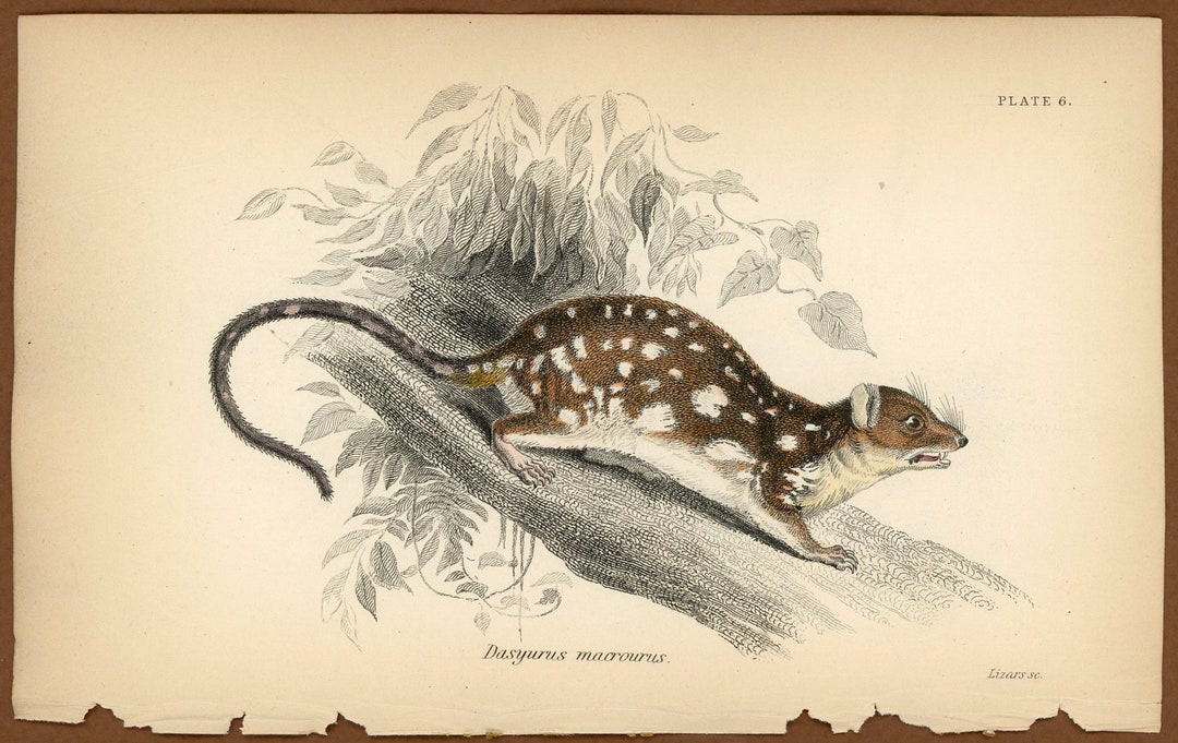 C. 1841 SPOTTED TAILED DASYURE Print • Original Antique Print ...