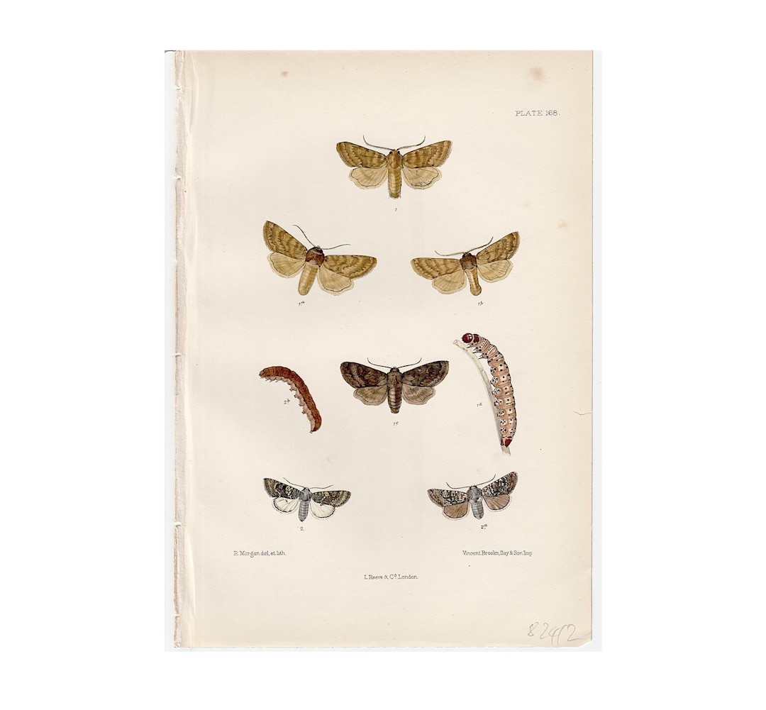 C. 1904 ANTIQUE MOTH Print • Original Antique Print • Insect Print ...