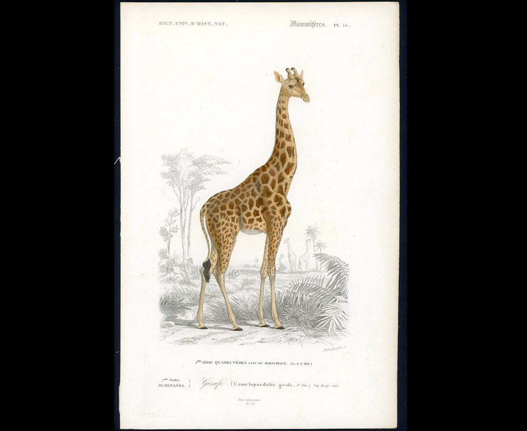 C. 1849 GIRAFFE Engraving Original Antique Print Hand Colored Engraving ...