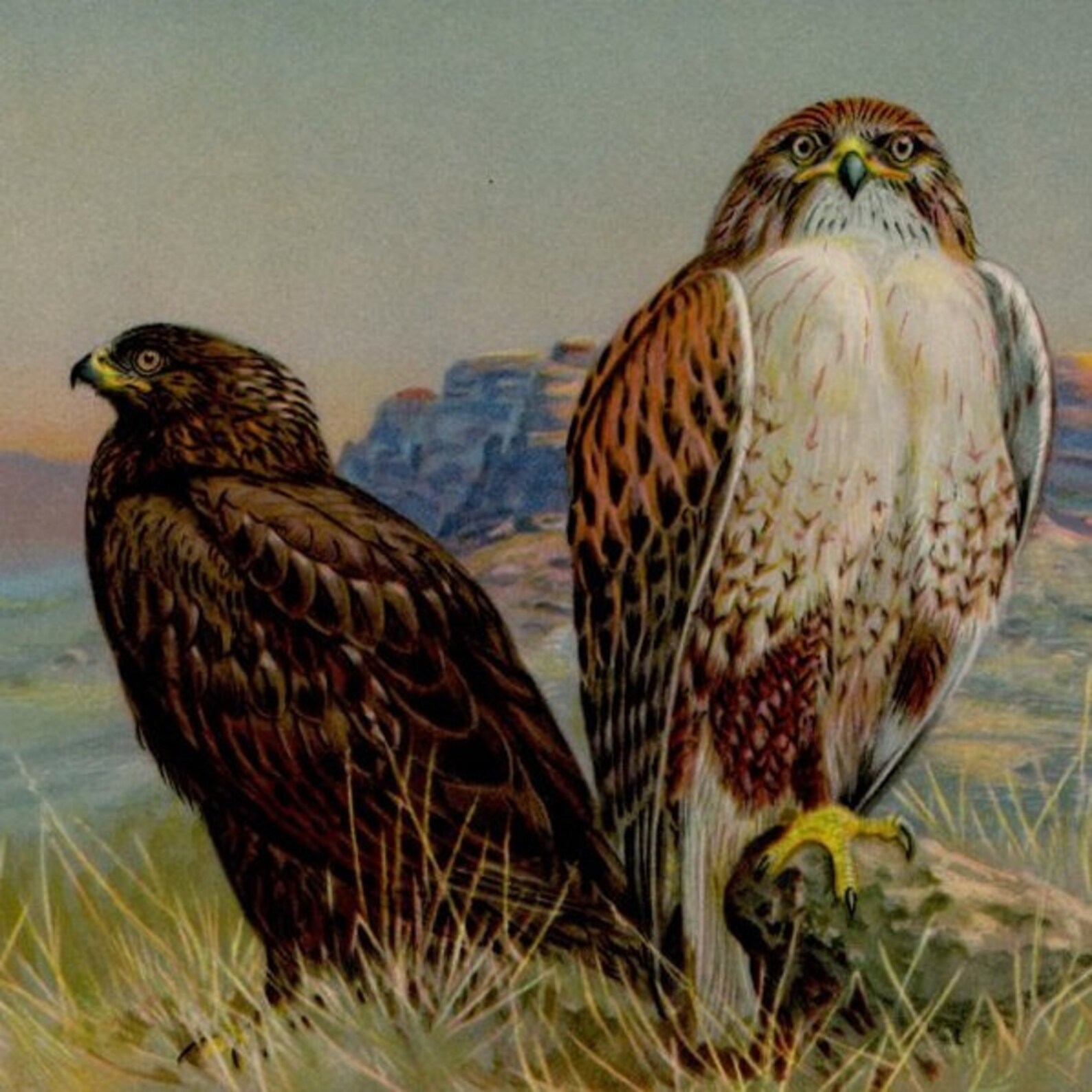 C. 1934 FERRUGINOUS HAWKS Print • Original Vintage Print • Vintage ...