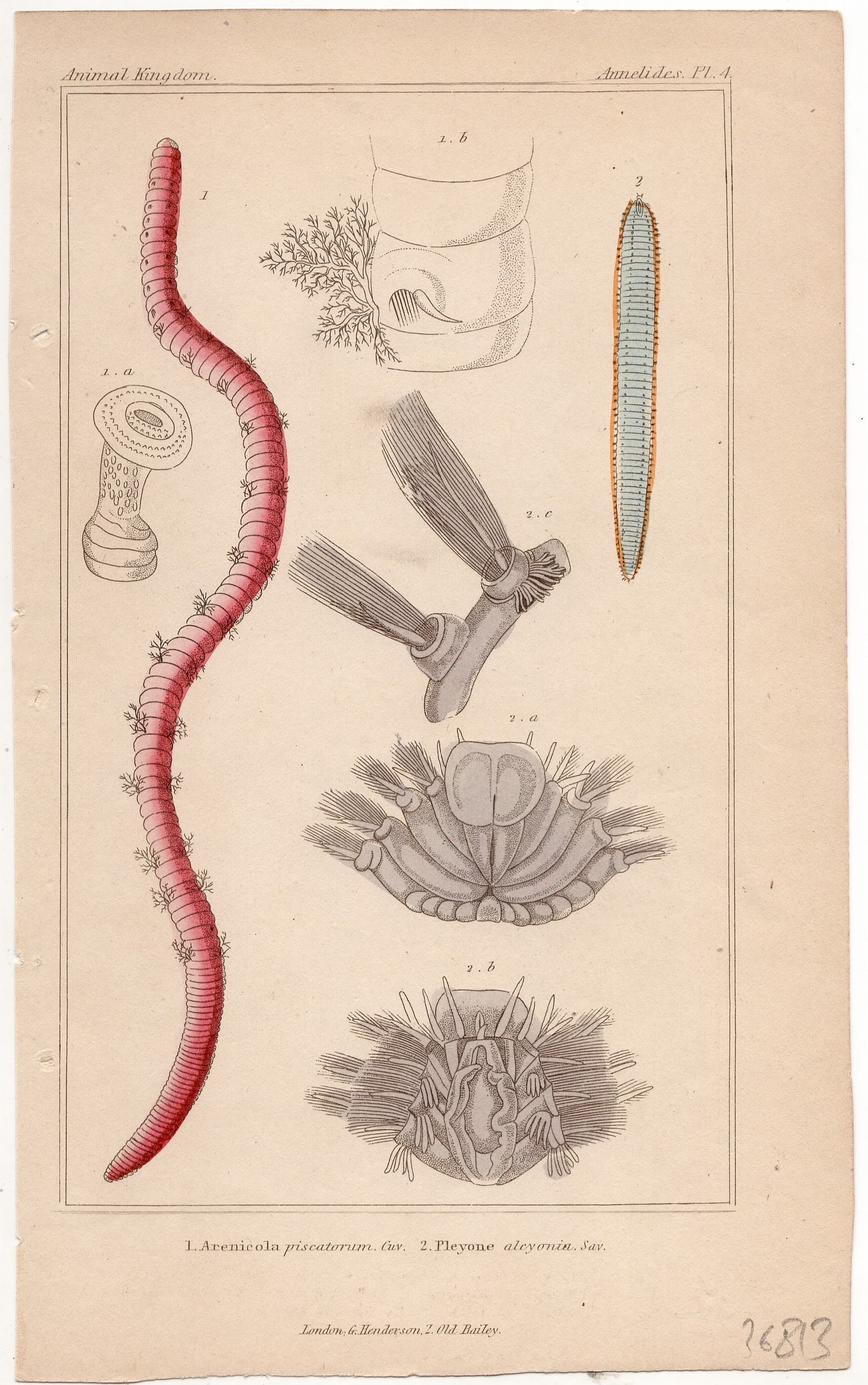 C. 1837 RED ANNELID Prints Original Antique Prints Worm - Etsy UK