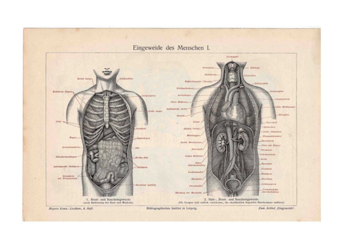 C. 1894 HUMAN ANATOMY Lithograph - Innards Human Entrails Original ...