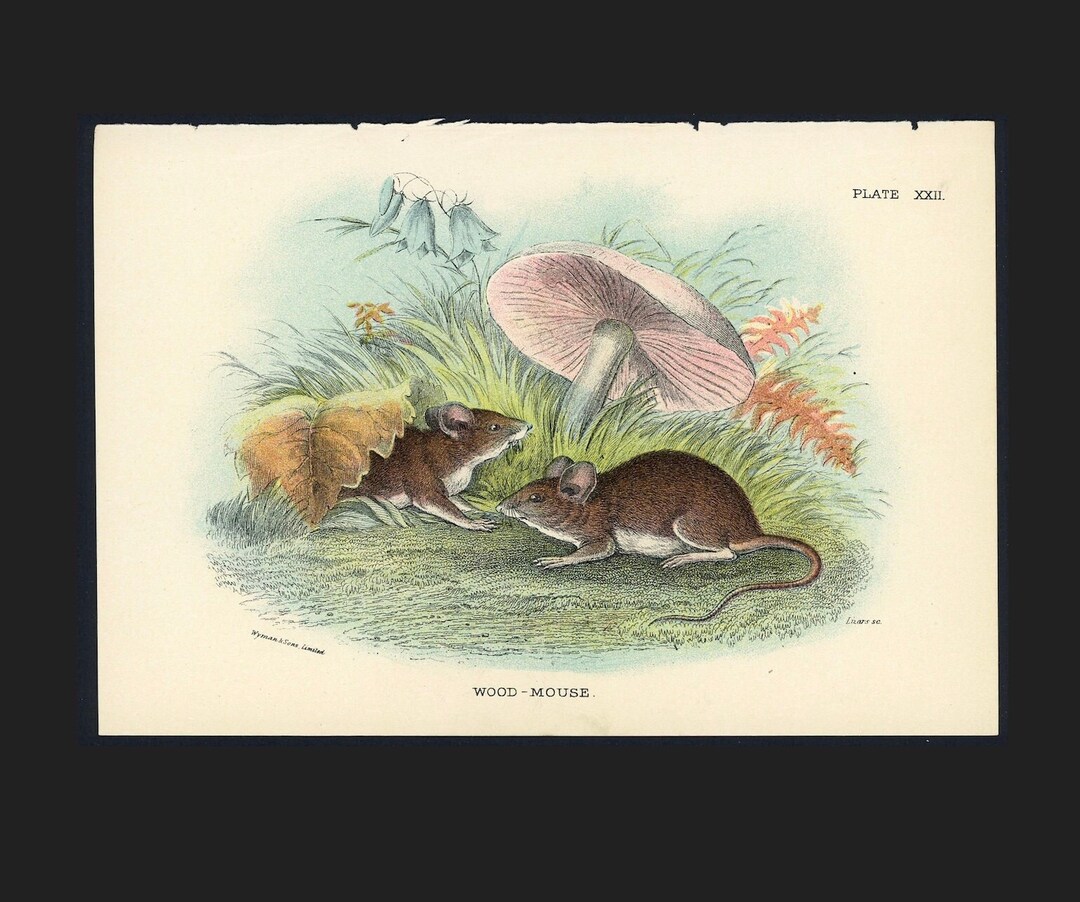 C. 1896 WOOD MOUSE Lithograph • Original Antique Print • Rodent Print ...