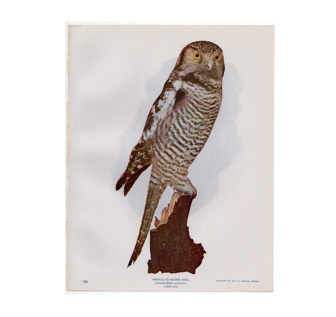 C. 1914 AMERICAN HAWK OWL Lithograph • Original Antique Print • Bird of ...