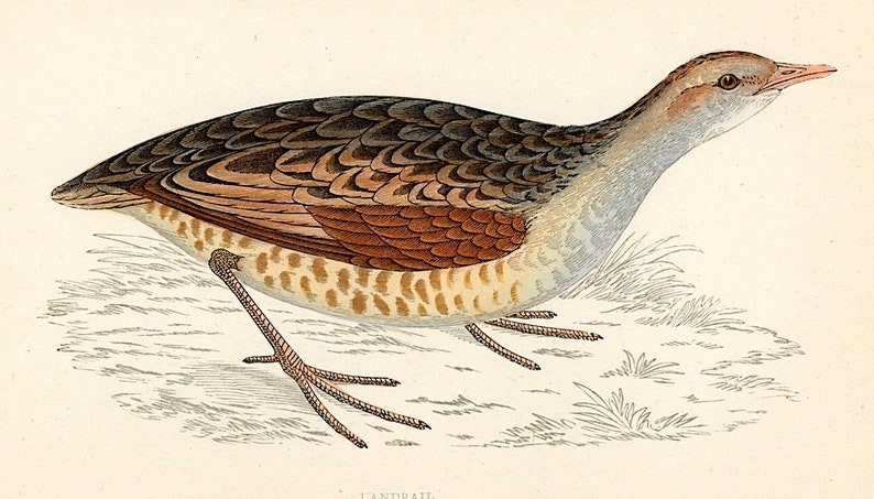 C. 1867 LANDRAIL Lithograph • Original Antique Print • Morris Bird ...
