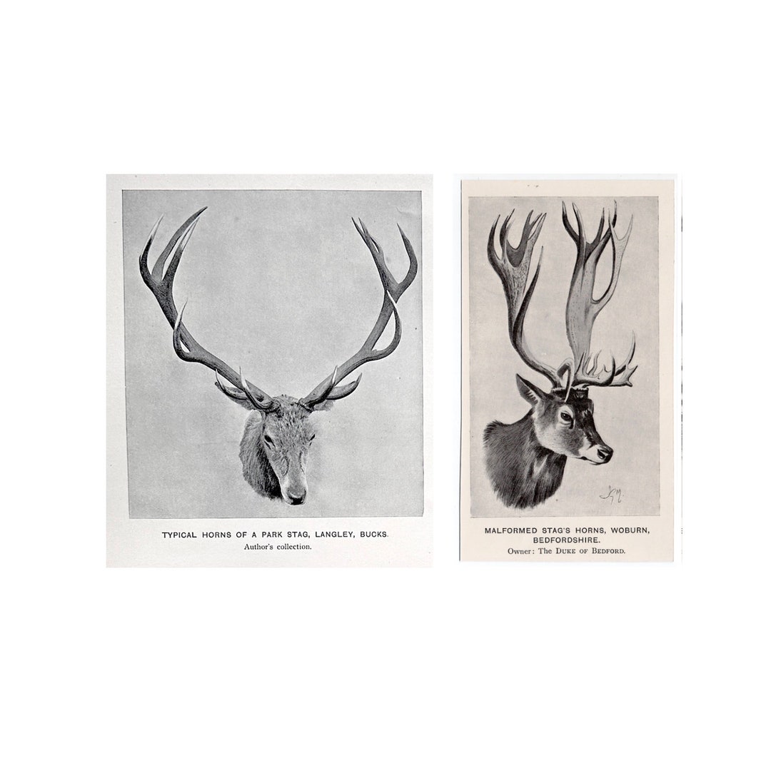 C. 1904 HORNS ANTLERS Prints • Set of 2 Original Antique Prints ...