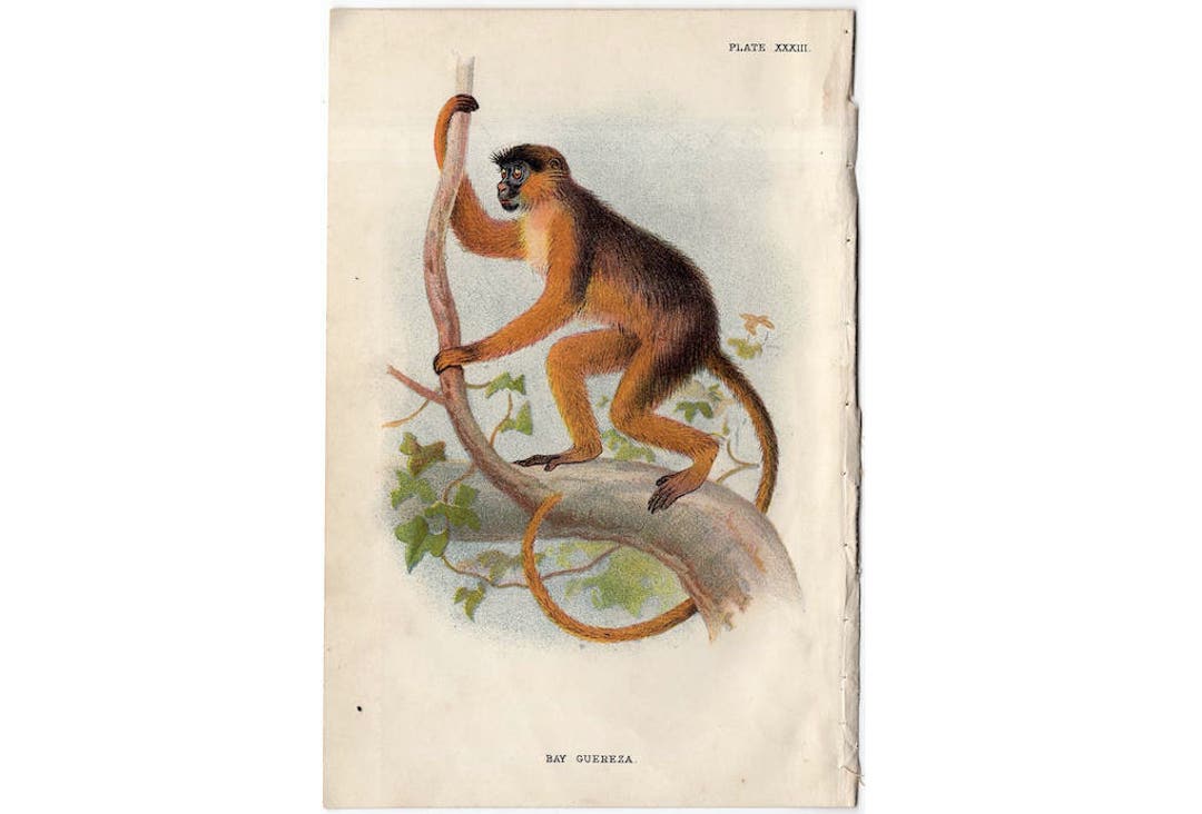 C. 1897 MONKEY Lithograph • Original Antique Print • Primate Print ...