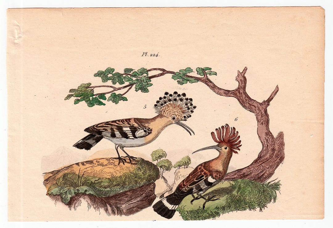 C.1835 HOOPOE Bird Engraving • Original Antique Print • Hand Colored ...