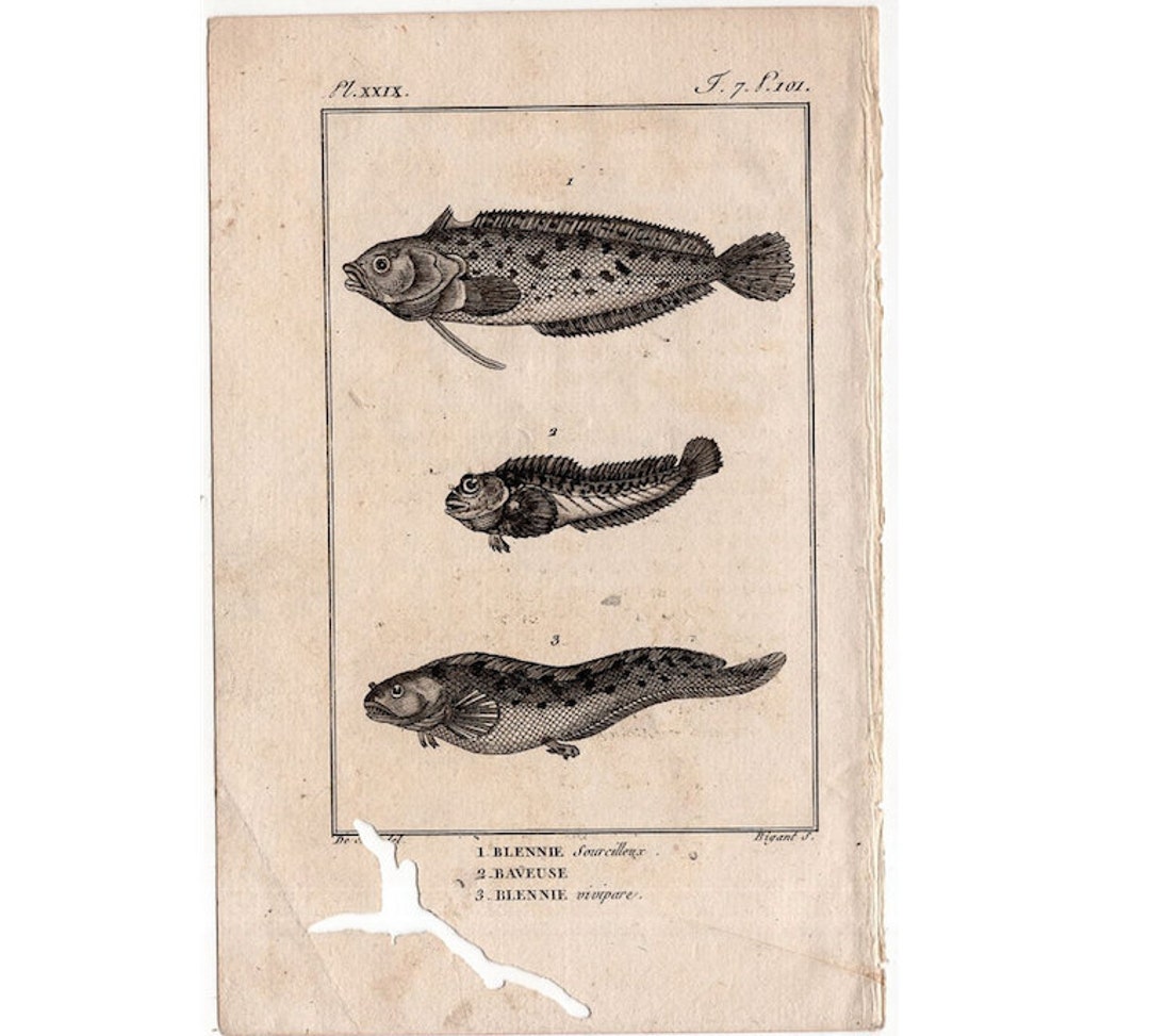1775 ANTIQUE FISH Engraving • Original Antique Print • Blenny Fish ...