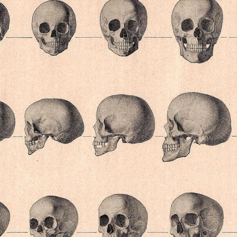 SKULLS Print C. 1900 • Original Antique Print • Antique Skeleton Print ...