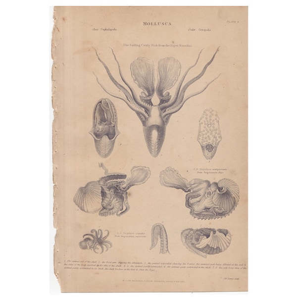 Paper Nautilus - Etsy