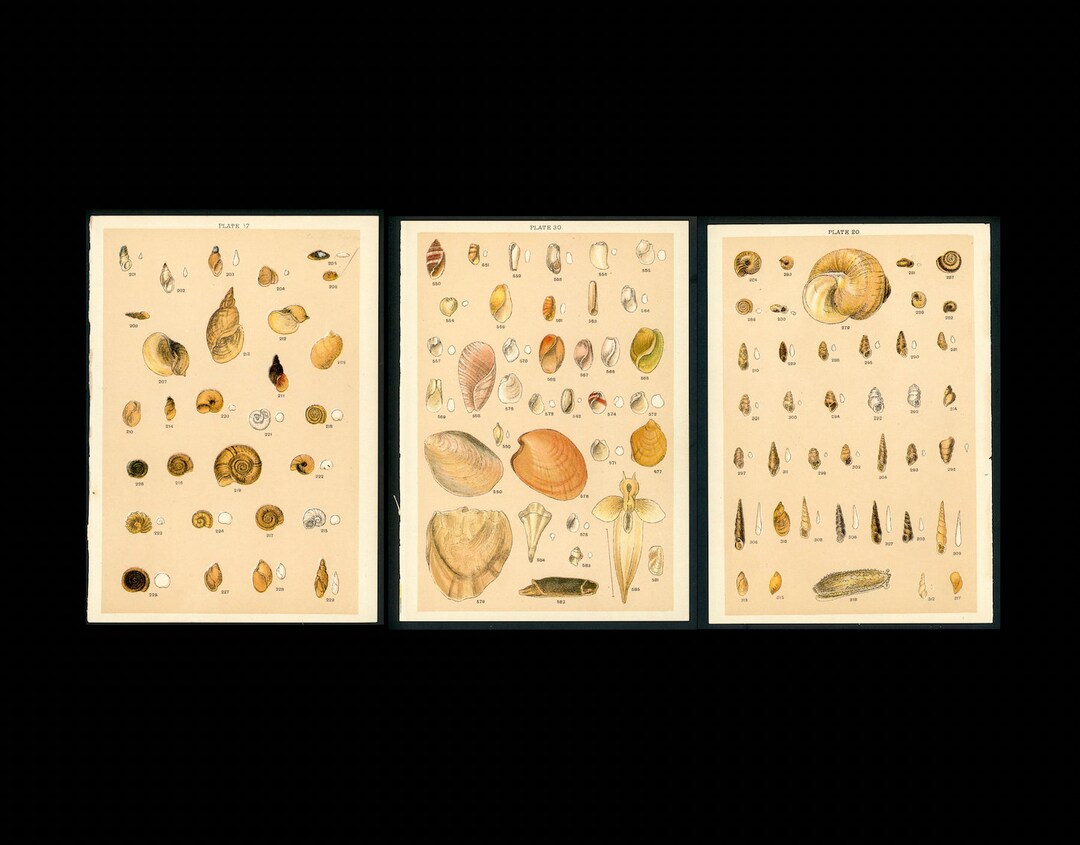 C. 1901 SEA SHELL Lithographs • Set of 3 Original Antique Prints ...