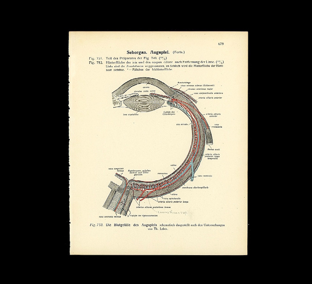 C.1922 EYE ANATOMY Lithograph • Original Antique Print • Eye Print ...