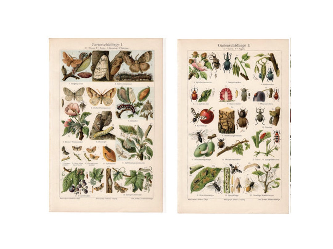 Antique Prints • GARDEN INSECT PESTS Prints From 1894 • Set of 2 ...
