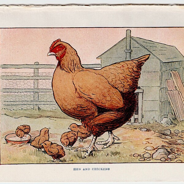 Antique Chickens - Etsy