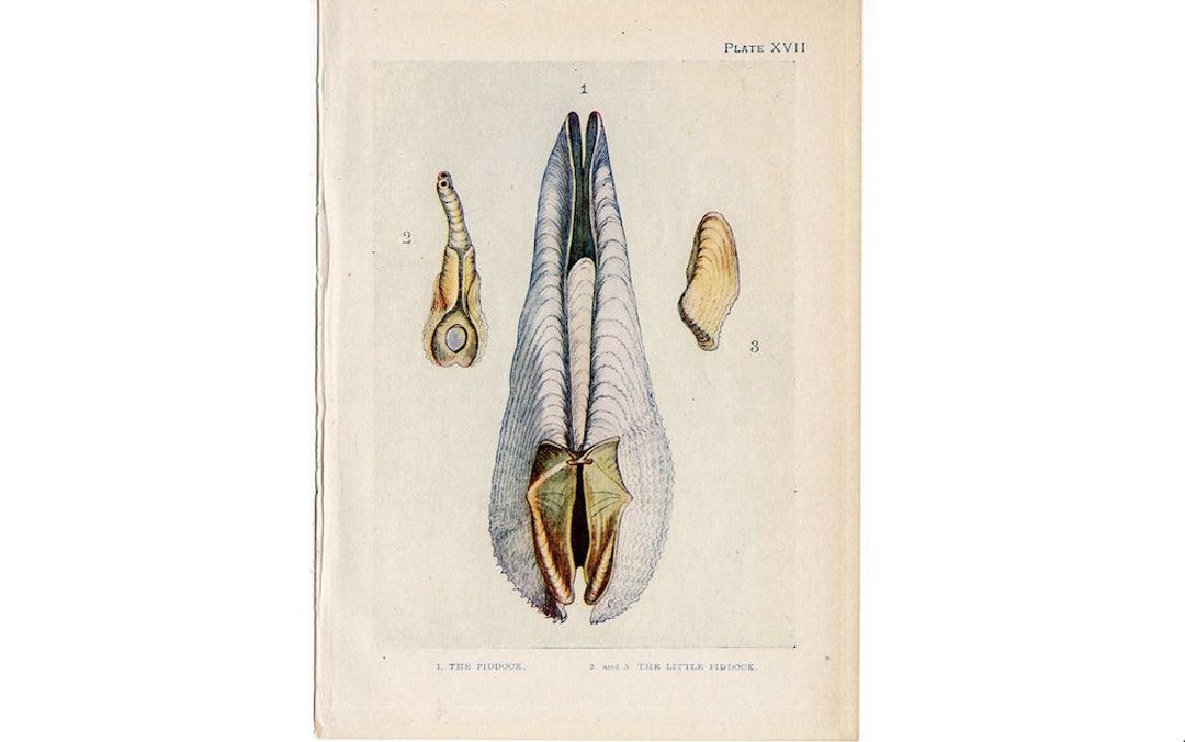 C. 1907 PIDDOCK SHELL Lithograph • Original Antique Print • Sea Life ...