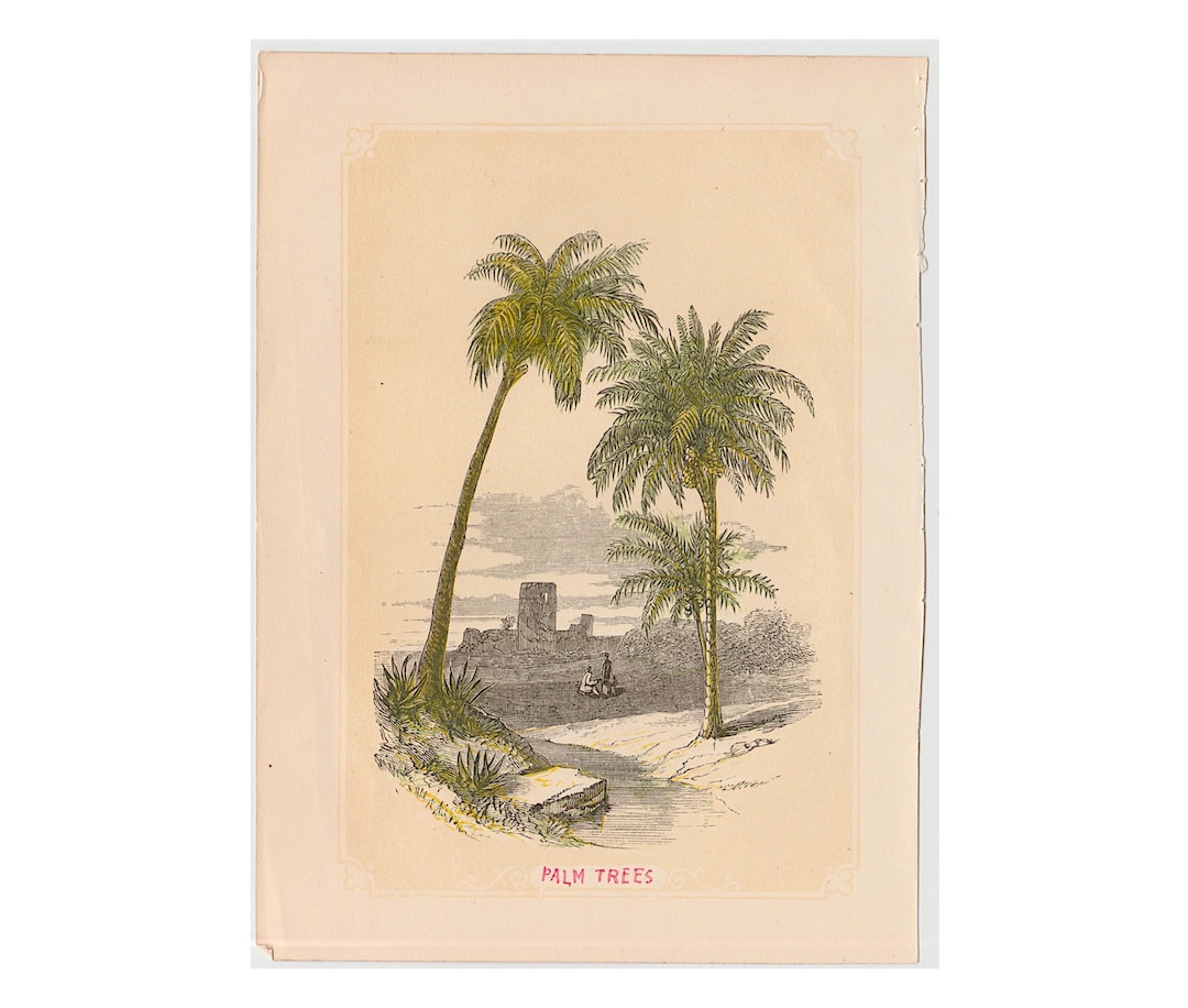 C. 1853 PALM TREES Woodblock Engraving • Original Antique Prints ...