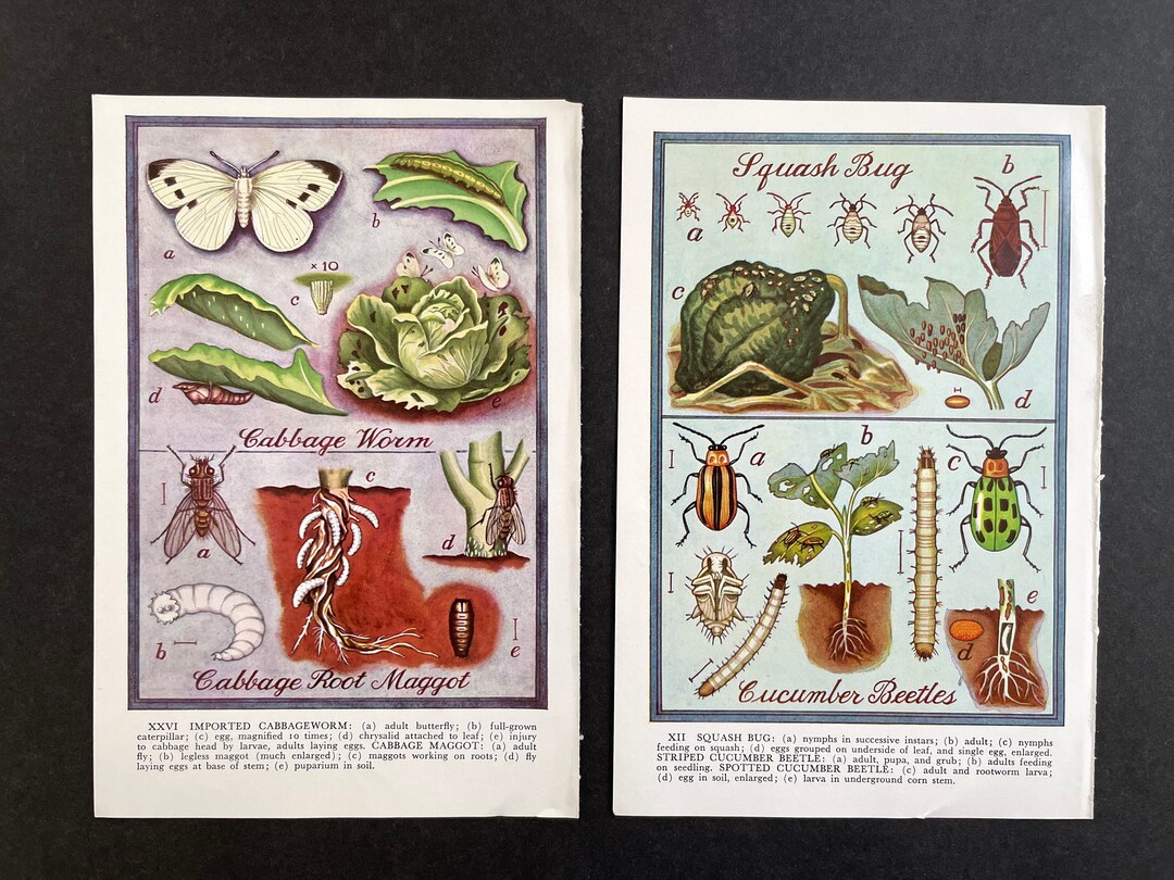 C. 1973 GARDEN PESTS Lithographs • Set of 2 Original Vintage Prints ...