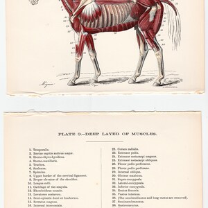C. 1889 MUSCLES • HORSE ANATOMY Lithograph • Original Antique Print ...