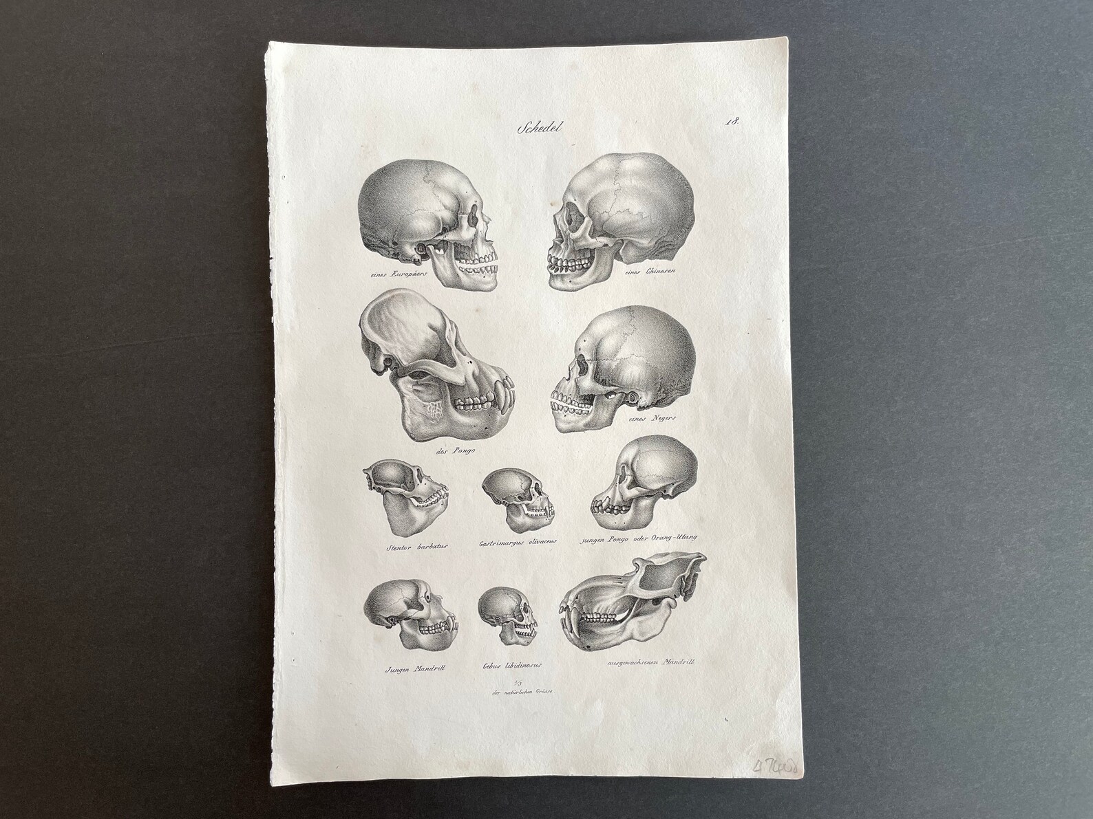 C. 1824 ANTIQUE SKULLS Print - Original Antique Print - Comparative ...