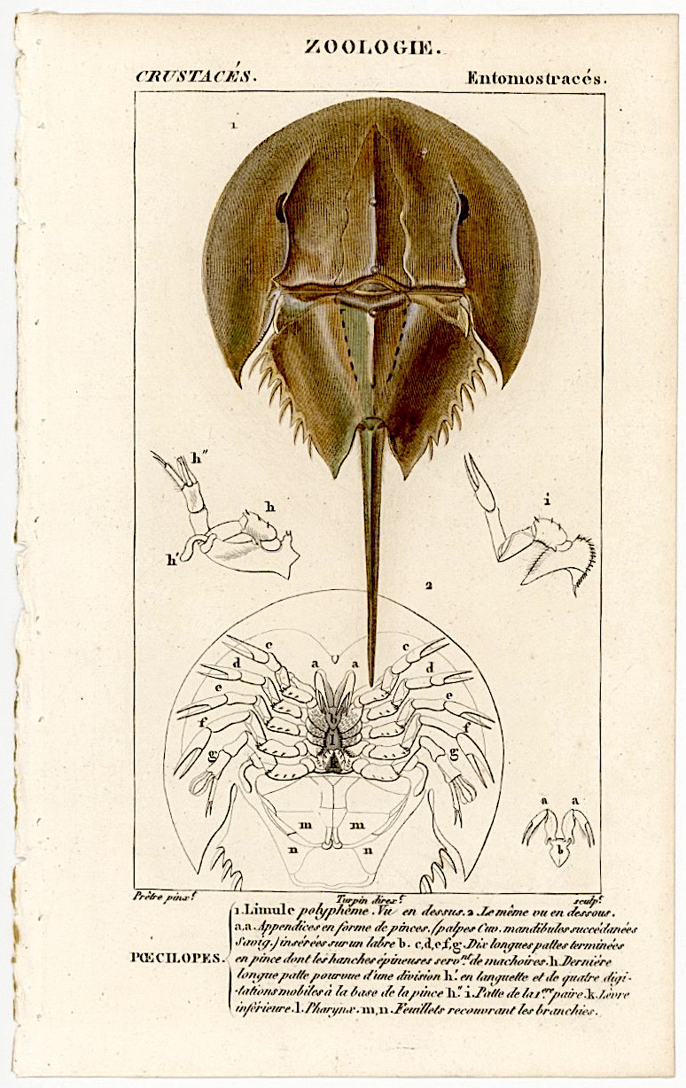 Horseshoe Crab Drawing