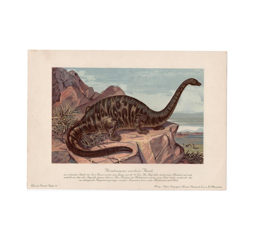C. 1902 DINOSAUR Lithograph - Brontosaurus - Rare Original Antique ...