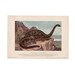 C. 1902 DINOSAUR Lithograph - Brontosaurus - Rare Original Antique ...